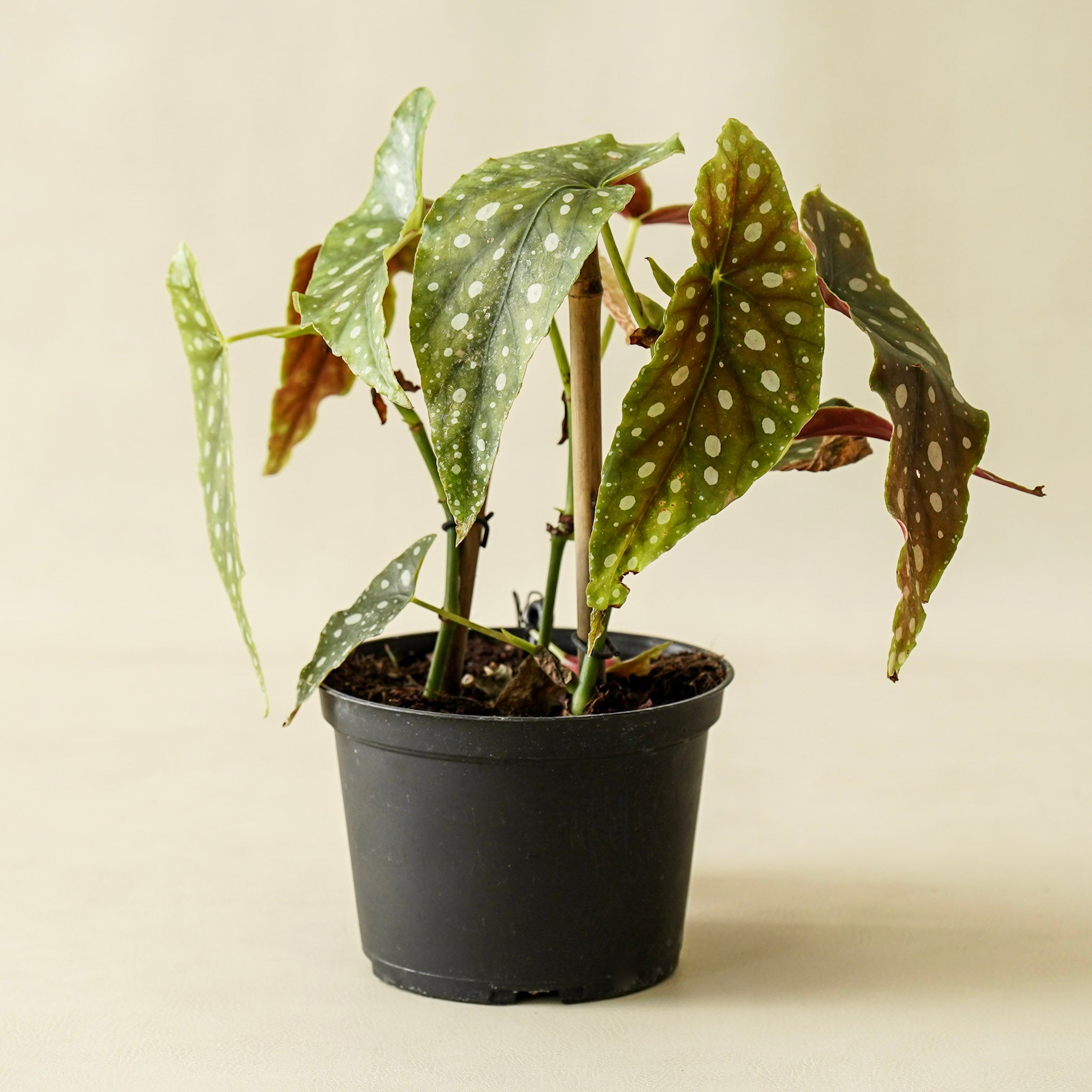 Begonia Maculata – Sprout & Sparkle